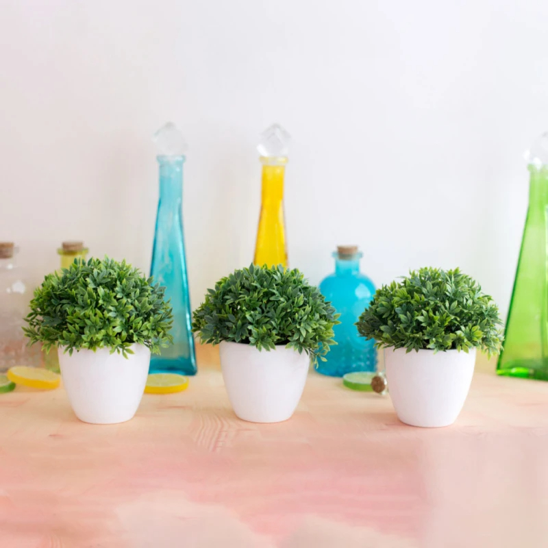 Green grass indoor small plant plastic pots